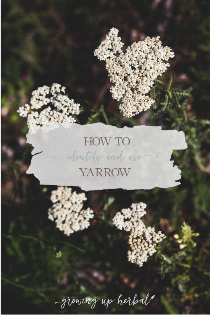 How To Identify And Use Yarrow | Growing Up Herbal