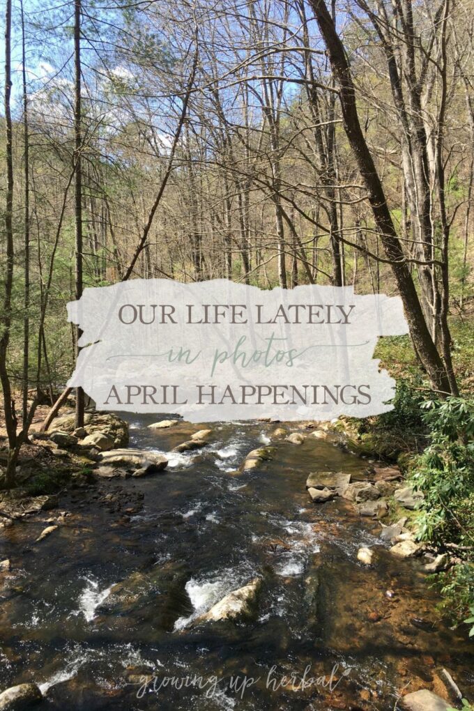 Our Life Lately In Photos: April Happenings - Growing Up Herbal