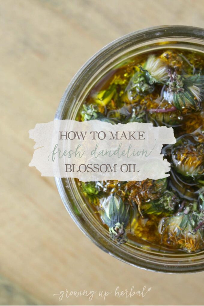How To Make Fresh Dandelion Blossom Oil - Growing Up Herbal