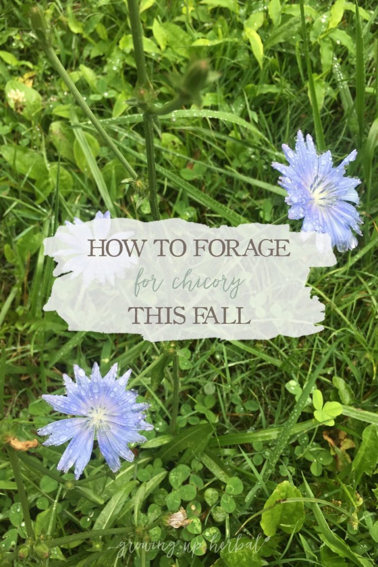 How To Forage For Chicory This Fall - Growing Up Herbal