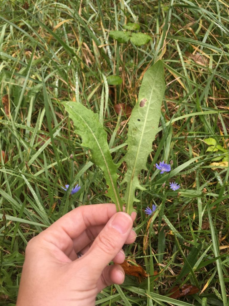 How To Forage For Chicory This Fall - Growing Up Herbal