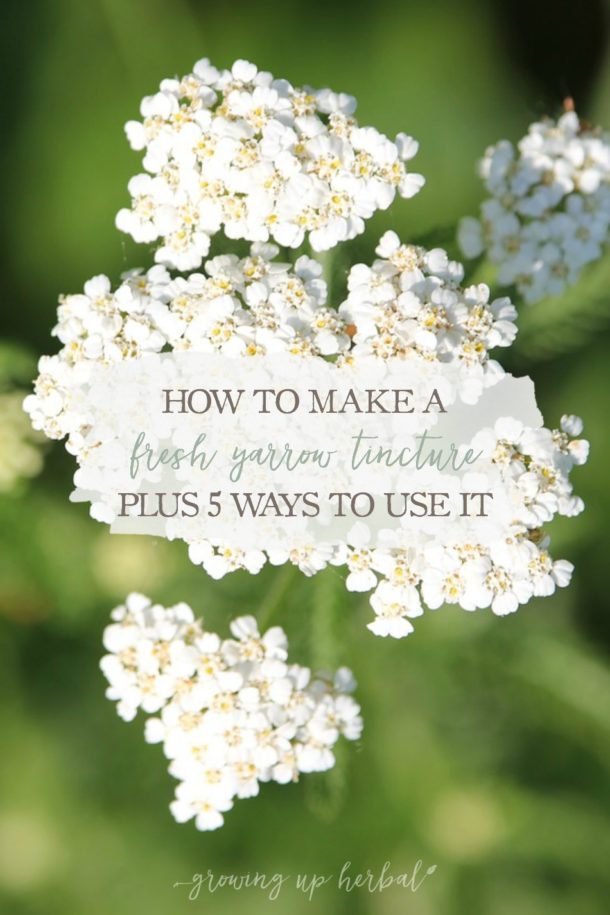 How To Make A Fresh Yarrow Tincture (Plus 5 Ways To Use It)