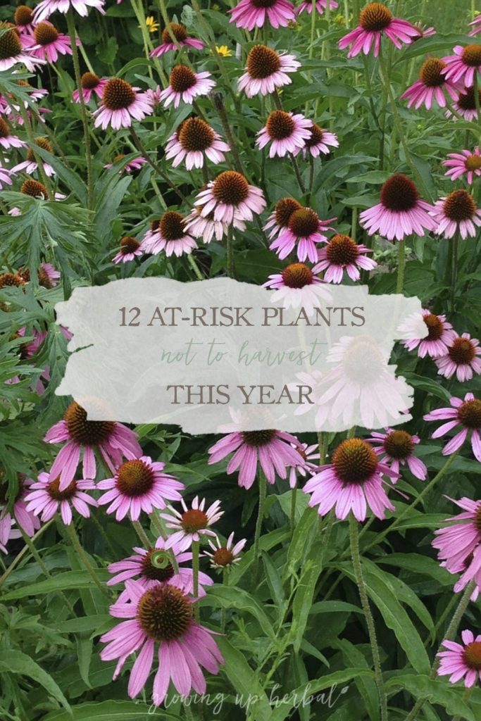 12 At-Risk Plants You Should Not Harvest This Year - Growing Up Herbal
