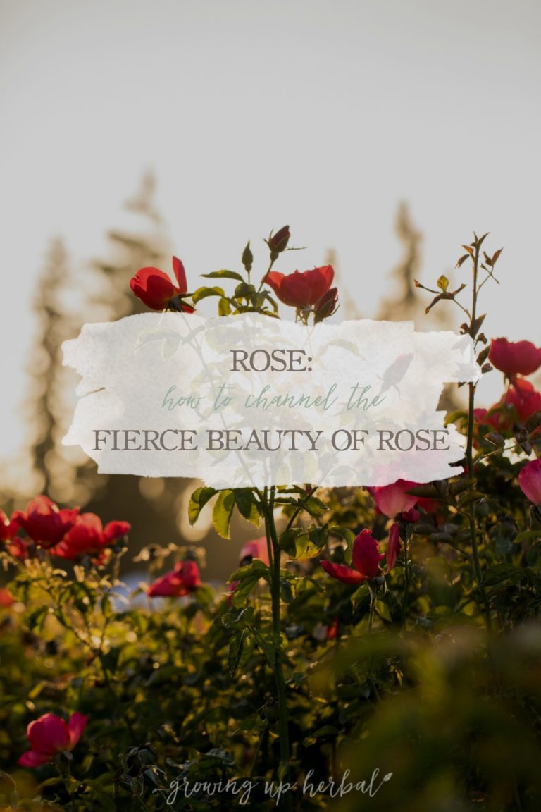Rose: How To Channel the Fierce Beauty of Rose - Growing Up Herbal