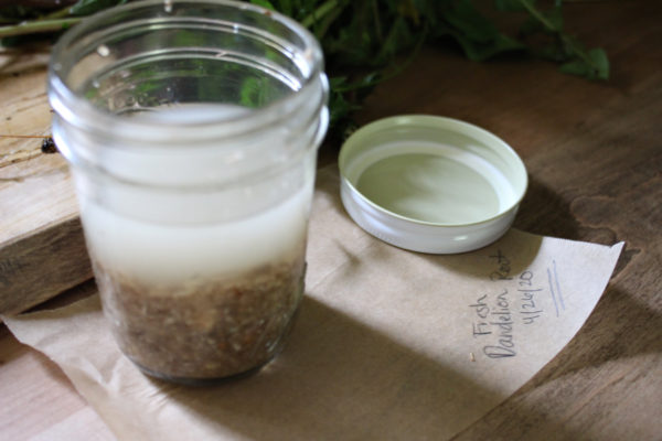 The Best Way to Make a Dandelion Root Tincture (And How To Use It)