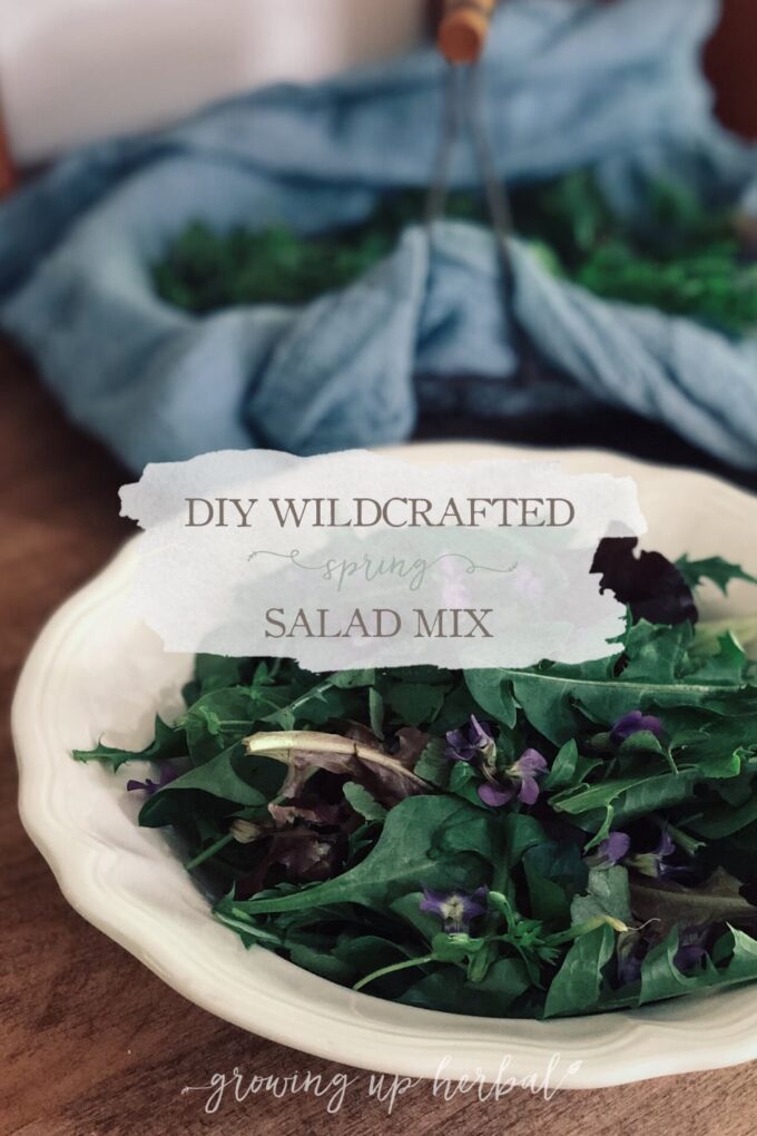 DIY Wildcrafted Spring Salad Mix - Growing Up Herbal