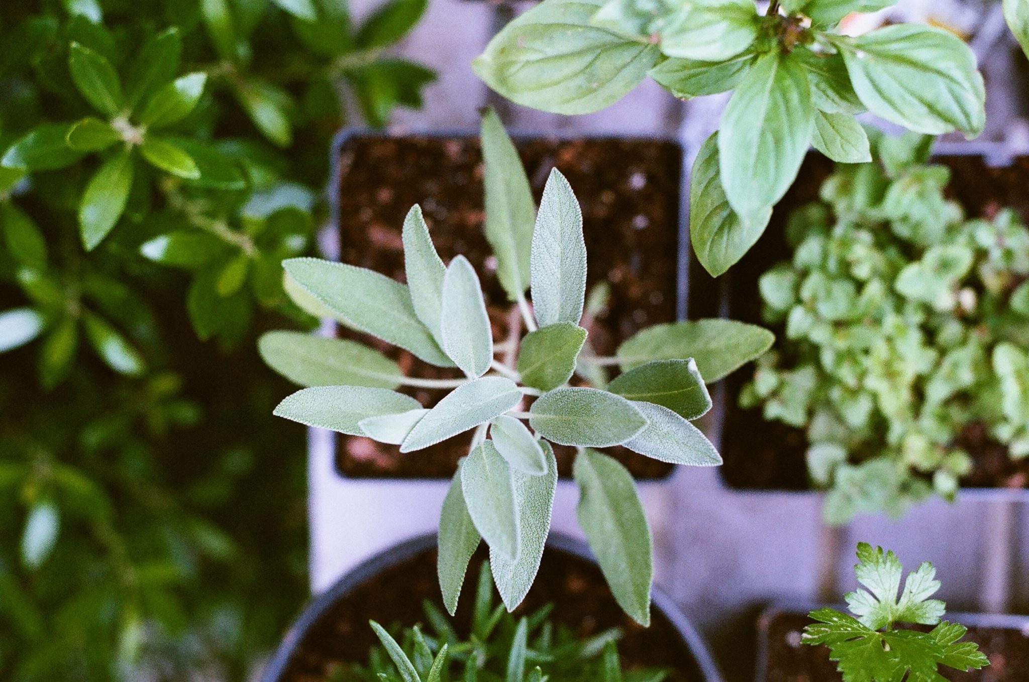 8 Different Types of Herb Gardens To Grow This Year - Growing Up Herbal