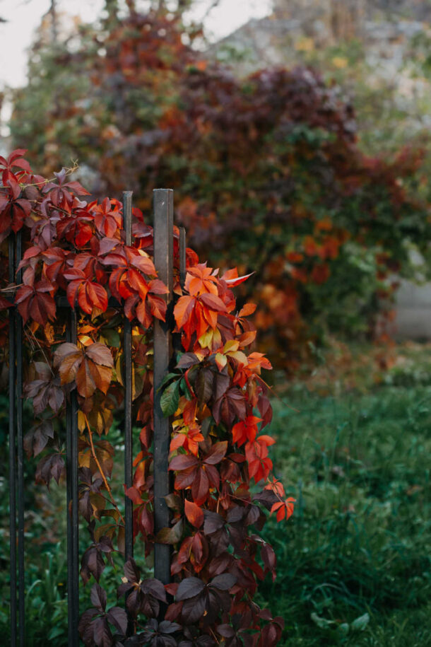 5 Inspiring Autumn Equinox Celebration Ideas and Rituals