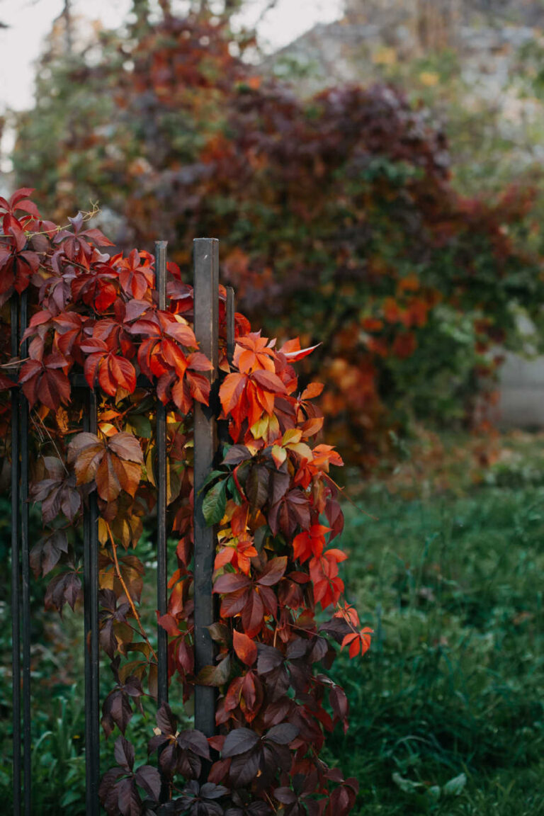 5 Inspiring Autumn Equinox Celebration Ideas and Rituals