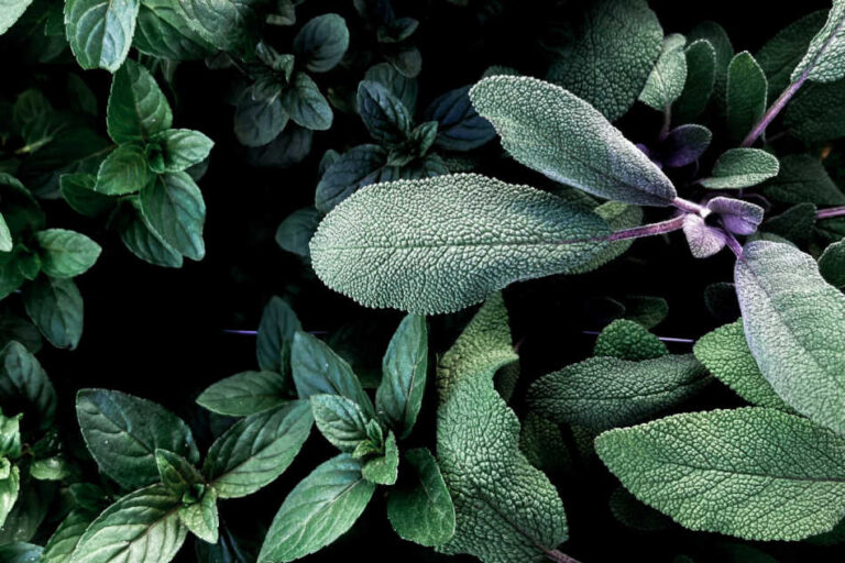 How To Winter-Proof Your Herb Garden - Growing Up Herbal
