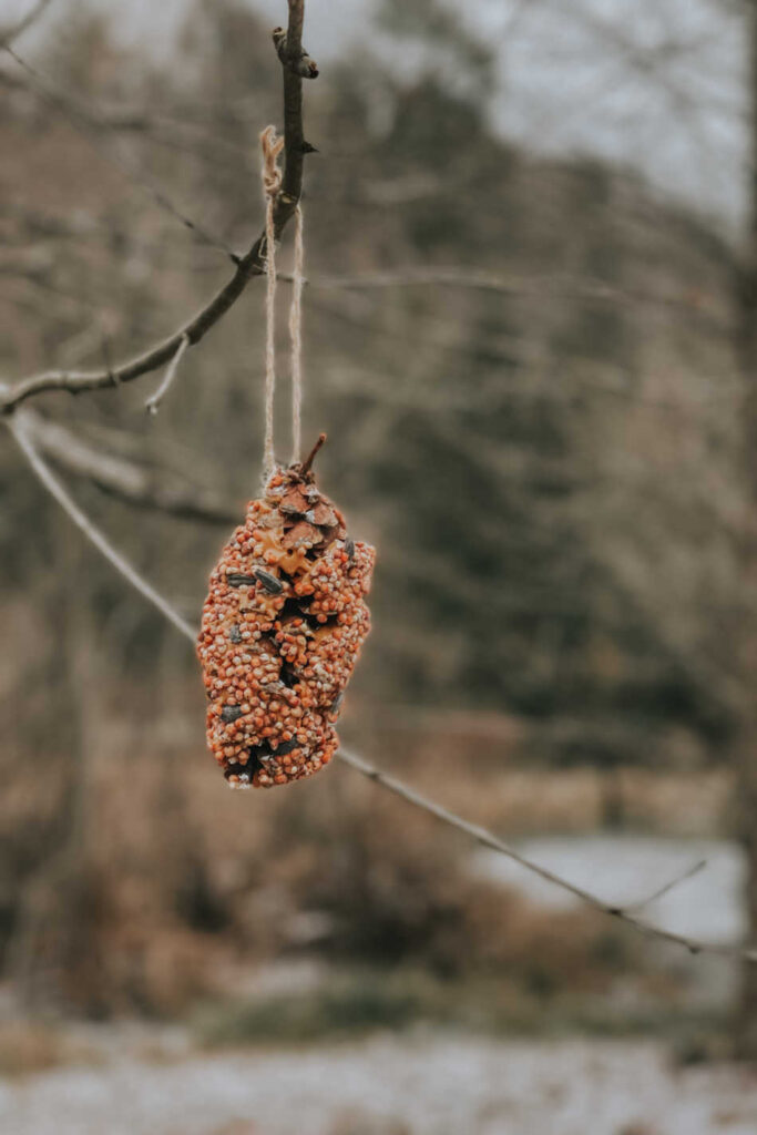 Peanut Butter Pine Cone Bird Feeders - Growing Up Herbal