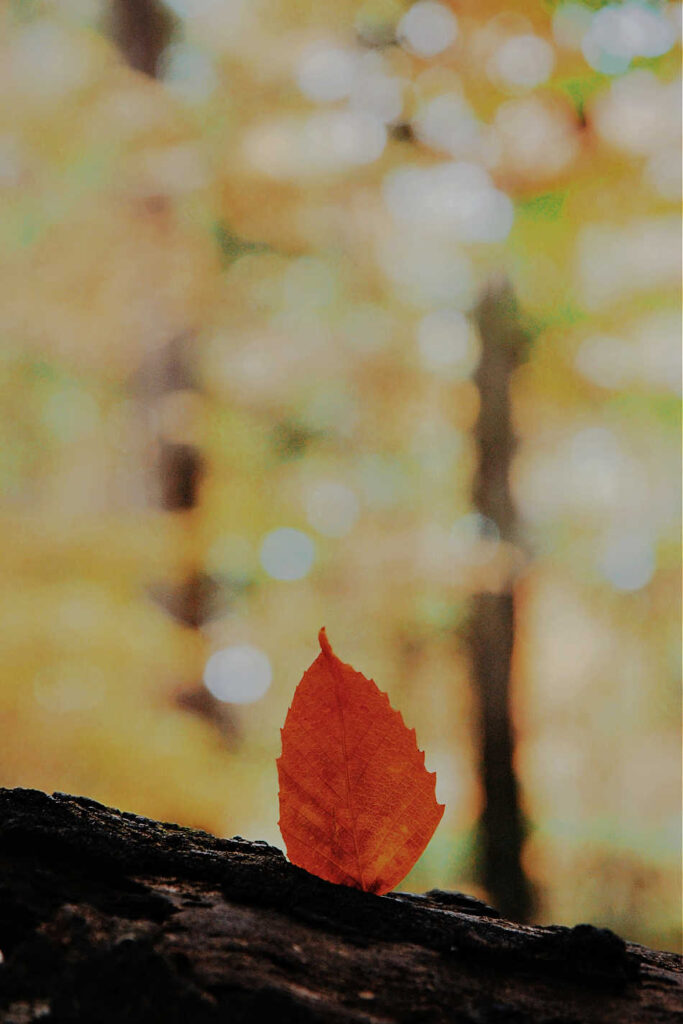 10 Lifestyle Practices to Support the Summer to Autumn Transition ...