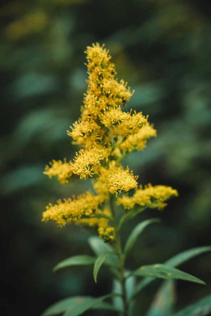 How To Use Goldenrod This Autumn - Growing Up Herbal